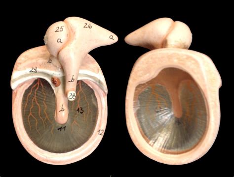 Anatomy Lab Midterm At Callum Fowler Blog