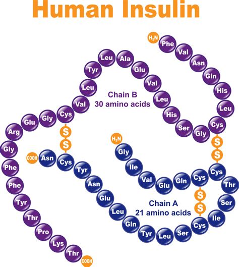 The Basics Of Protein Structure And Function Interactive Biology