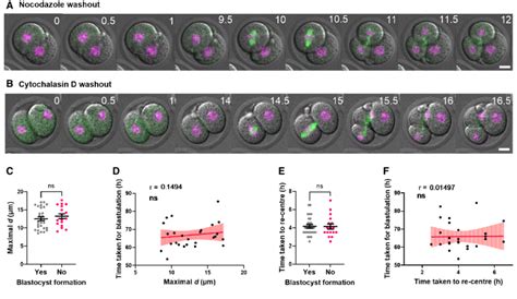 No Correlation Between Nuclear Displacement And Embryo Development