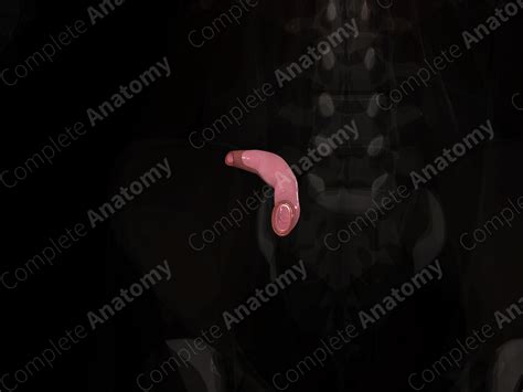 Terminal Ileum Complete Anatomy