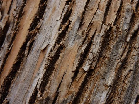 Wallpaper Tree Bark Wallpapers