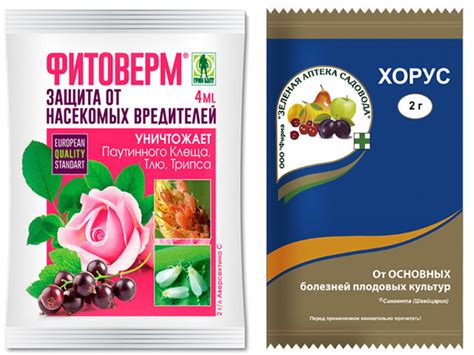 Клубника сорт Мадлен - описание, посадка, уход, отзывы