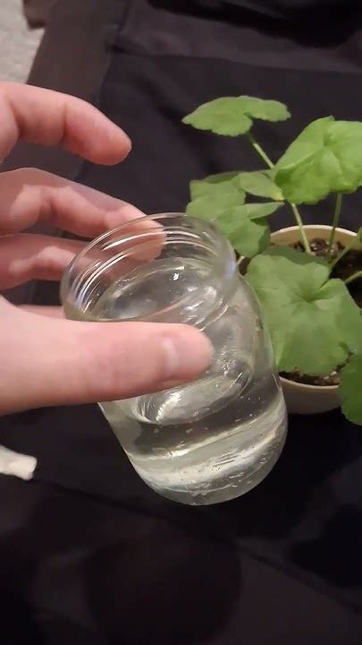 1 Капля под Любой Домашний Цветок и Он Снова Позеленеет и Пышно Зацветет И Мошки Уйдут Прочь