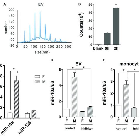 Morphology Modified Endothelial Cells Ecs Altered The Mir 10a