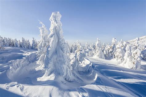 겨울 풍경입니다 눈으로 덮인 잔디밭에는 서리가 내린 날에 눈송이가 쏟아져 서 있습니다 0명에 대한 스톡 사진 및 기타 이미지 0명 가리기 가문비나무 Istock