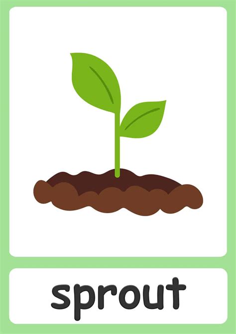 Plant Part Flashcards