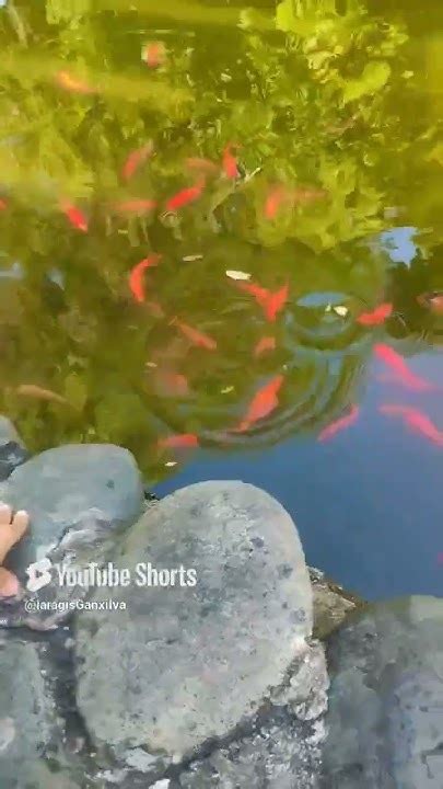 თევზები Youtube