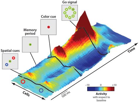 Time Course Of Population Activity In The Dorsal Premotor Cortex During Download Scientific