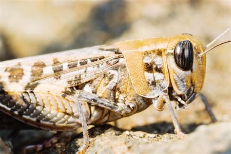 Premium Photo Close Up Of Grasshopper On Rock