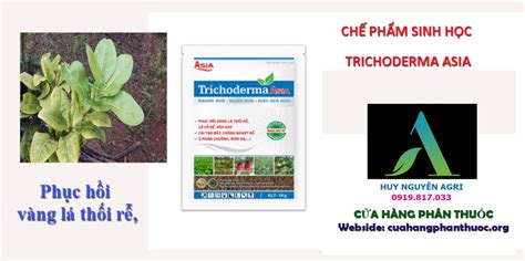 Trichoderma Asia Att DỨt ĐiỂm BỆnh VÀng LÁ CỬa HÀng PhÂn ThuỐc
