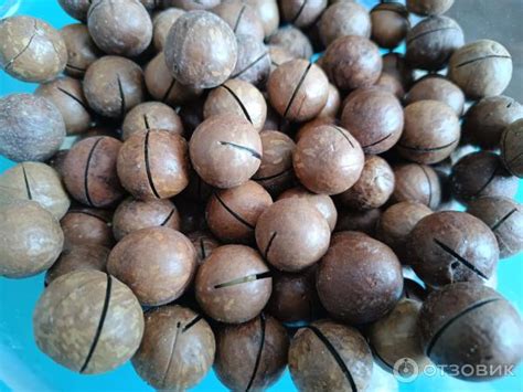 Отзыв о Орех макадамия в скорлупе Пальма Фуд Прям порадовали а цена настоящий сюрприз