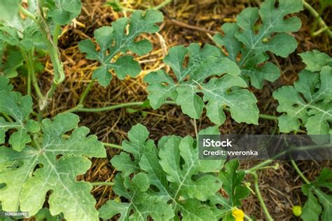성장하는 수박 식물 상단보기 출판 포스터 스크린 세이버 벽지 엽서 배너 표지 게시물을위한 수박의 녹색 잎 고품질 사진 건강한 식생활에 대한 스톡 사진 및 기타 이미지