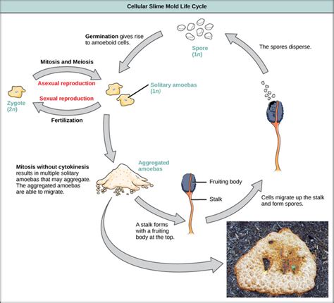 232b Protist Life Cycles And Habitats Biology Libretexts