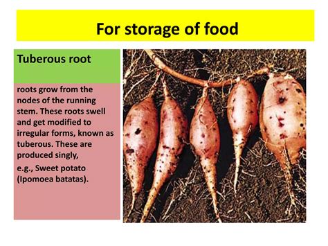 Root And Its Modifications PPTX