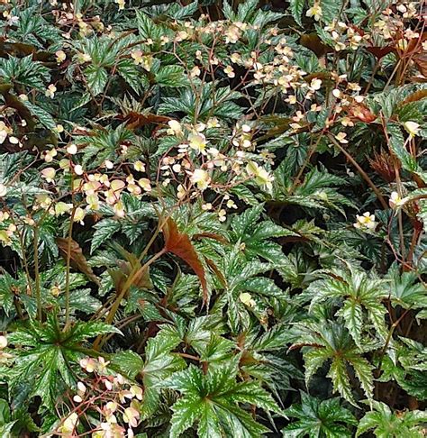Всё о бегониях и не только...: Begonia 'Gryphon', Begonia 'Elizabeth ...