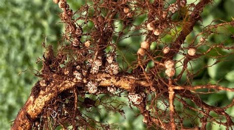 Azospirillum Brasilense O Que é E Principais Indicações Nutrição De