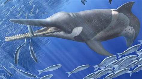 Ancient Whale Fossilized With Its Last Meal Science Aaas