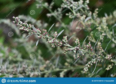 Mugwort Flowers Stock Image Image Of Edible Faver 257314815