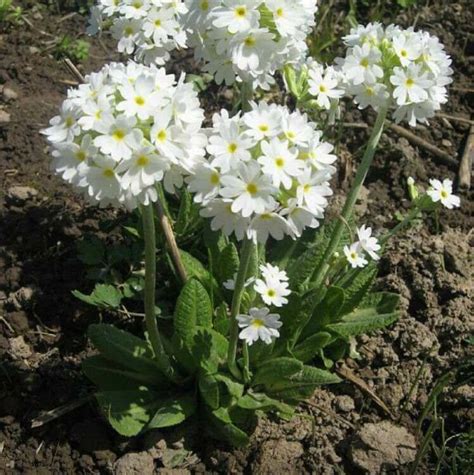 მაიას ყვავილები