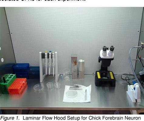 Figure 1 From Using Chick Forebrain Neurons To Model Neurodegeneration And Protection In An