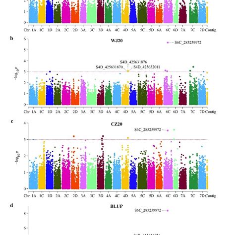 Manhattan Plots Of Genome Wide Association Scan For Oat Groat Protein