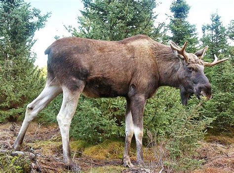 Лось европейский: описание животного, фото, где обитает, чем питается ...