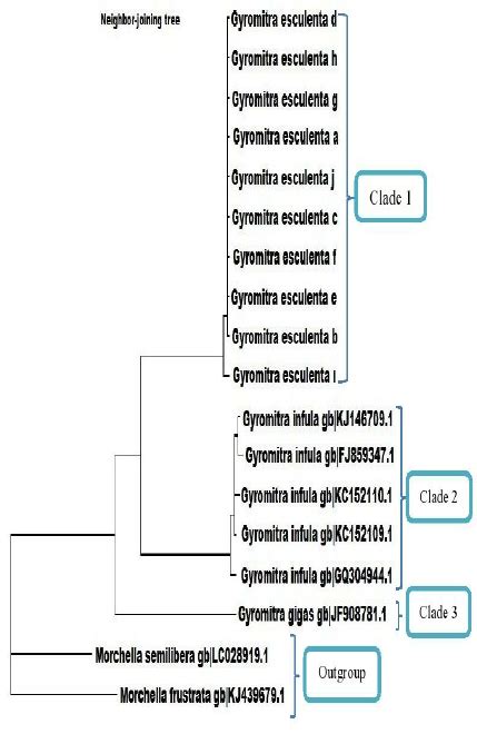 The Neighbour Joining Tree Generated Using Nrits Dna Sequences Of Genus Download Scientific