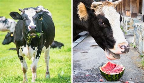 Can Cows Eat Watermelon? - Farmhouse Guide