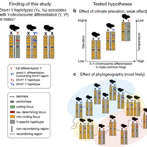 Sex Determining Systems And Associated Sex Chromosome Differentiation