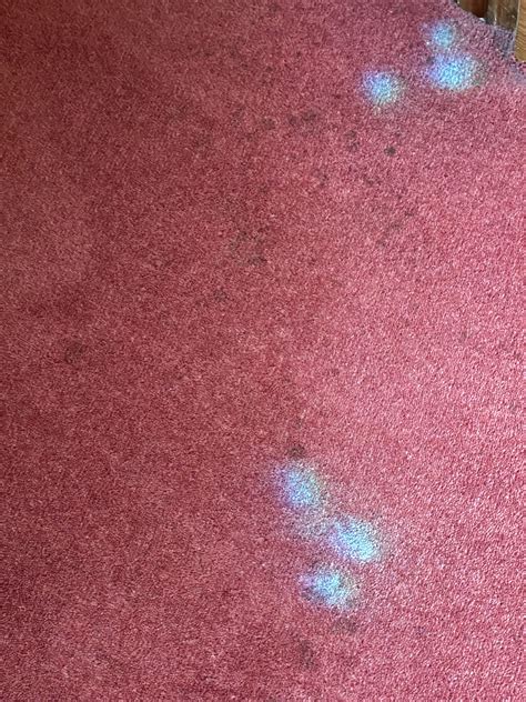 I Spent Hours Trying To Scrub Stains Off Carpet But Was Left