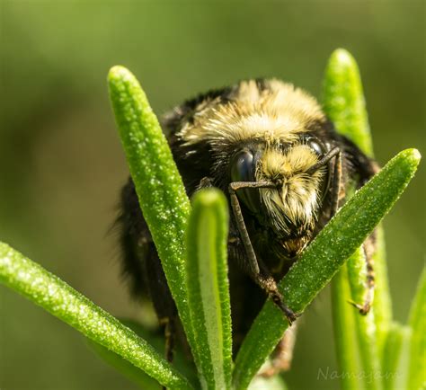 Lazy Bee Pentax User Photo Gallery