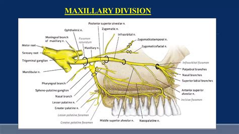 Trigeminal Nerve Ar Pptx