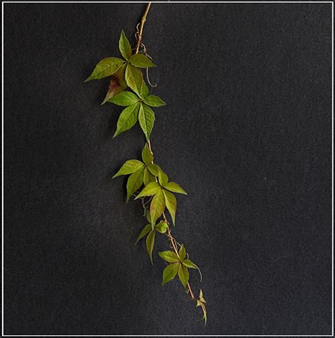 Ipernity Ivy By Keith Burton