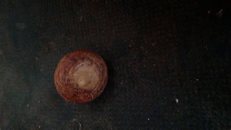 Areca Nut Classification Classification Dataset And Pre Trained Model