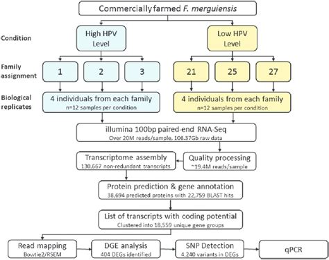 workflow diagram presenting an overview of the pipeline for sample