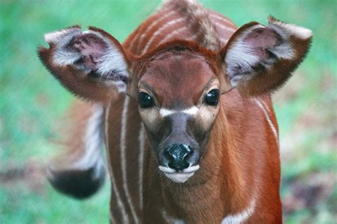 Eastern Bongo White Oak Conservation