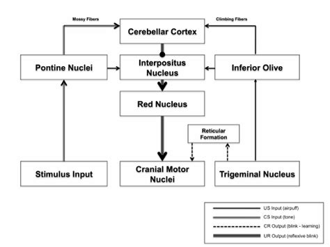 Intrinsic Delay Eyeblink Conditioning Pathway Adapted From Christian And Download Scientific