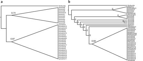 Single Locus Tree Of Mde03741 2 A The Relationship Between M Download Scientific Diagram