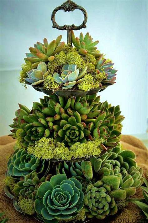 Міні композиції з кімнатних сукулентів 35 фото Ідеї декору