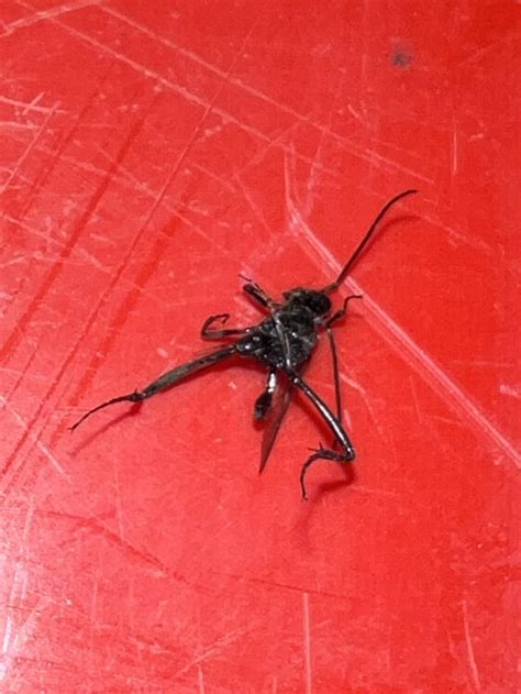 Flying Bug Id R Whatsthisbug