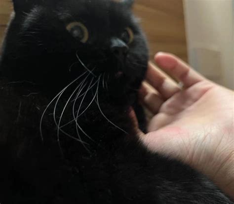 Dotnet Core 实现mysql数据库备份和还原 知乎