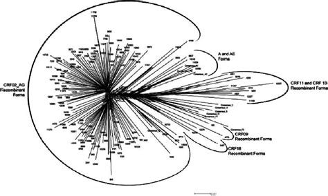 phylogenetic tree showing sequence recombinations from the dataset of
