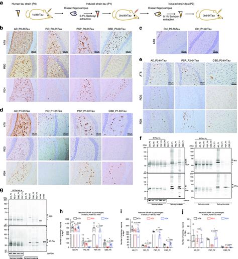 Isoform Specific Seeding Pattern Is Unaltered During Repeated