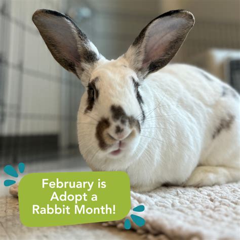 February Marks ‘adopt A Rescued Rabbit Month With Guelph Humane