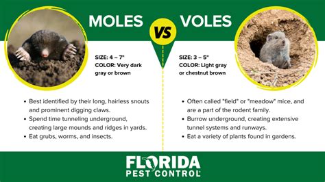Vole Vs Mole