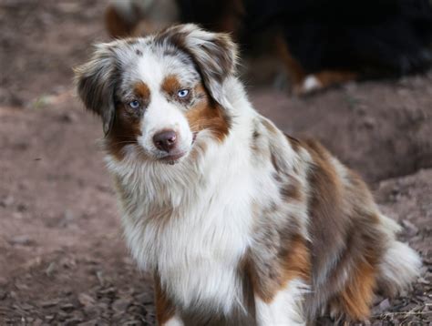 Cross Ls Red Hot Lava Of Dodge City Sienna Dodge City Minis