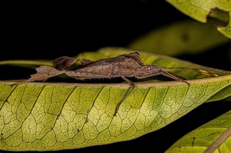 Premium Photo Adult Leaf Footed Bug