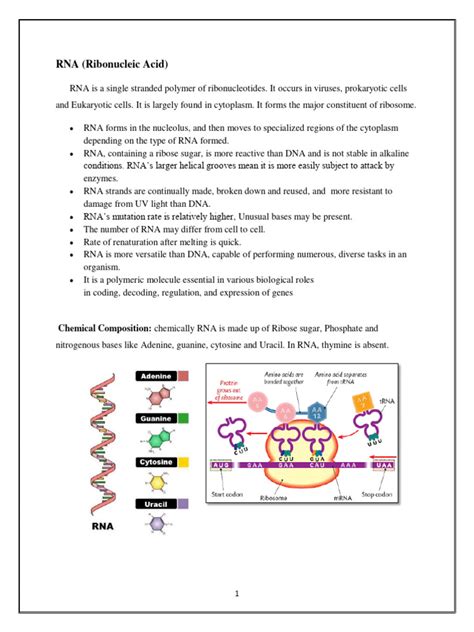 Rna Notes Pdf Rna Translation Biology