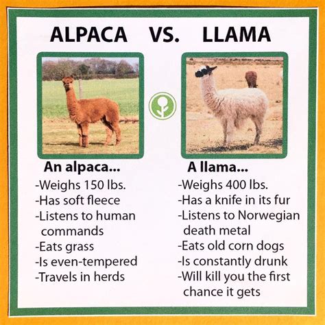 Llama Vs Alpaca Whats The Difference Between Llamas And Alpacas