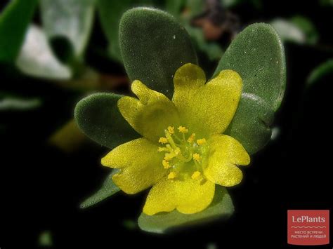 ⚕ Портулак огородный (Portulaca oleracea) — полезные и лечебные ...